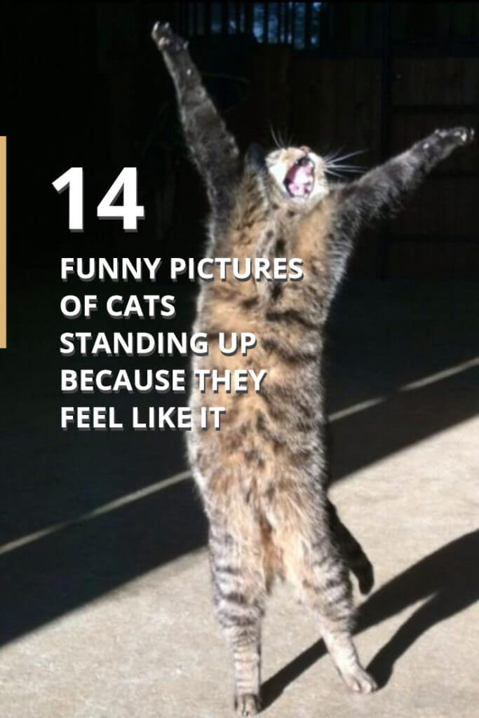 Funny Cat Memes: No Privacy with Bathroom Kitty - Kitty Humor