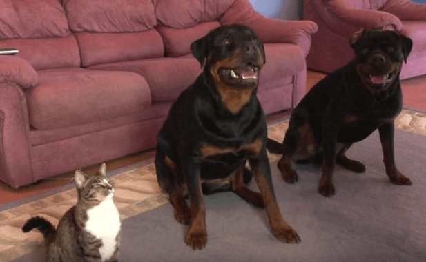 Funny Cat Memes: No Privacy with Bathroom Kitty - Kitty Humor